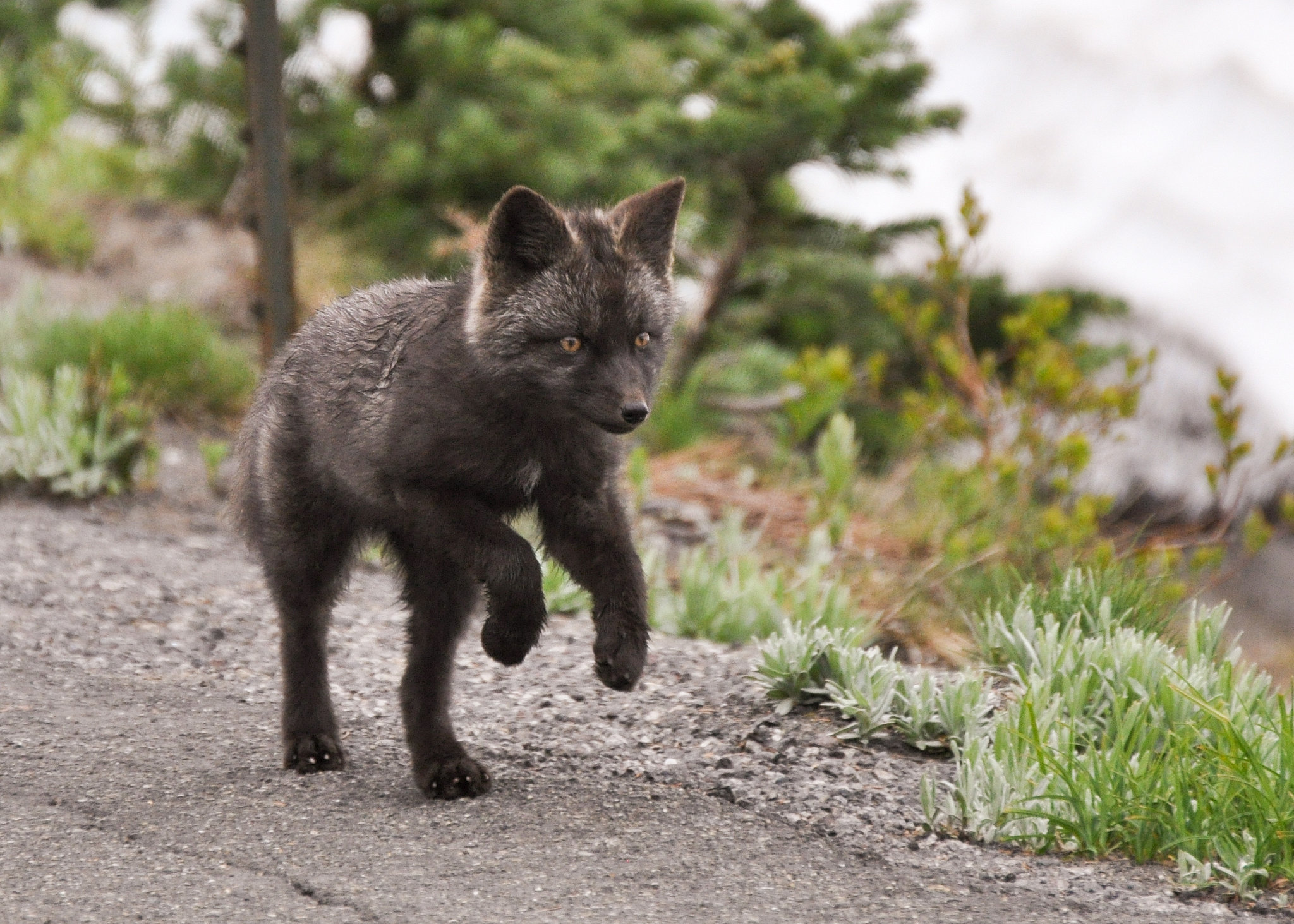 Summer Arctic Fox Costume Change Animals Whose Colors Adapt With The