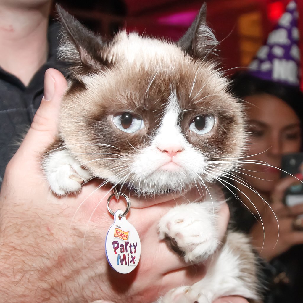 Grumpy Cat Meme Generator POPSUGAR Tech