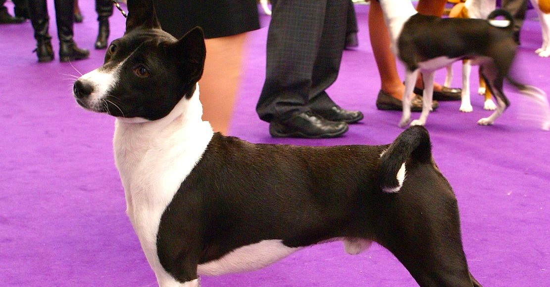 dog-show-terms-popsugar-pets