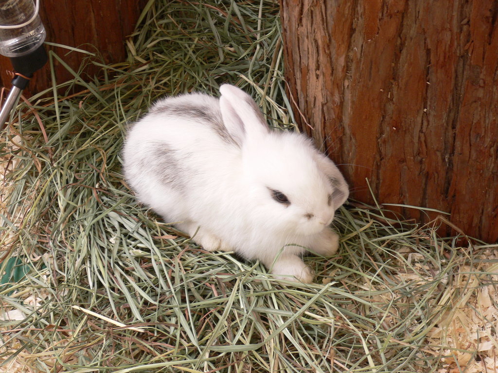 Cute Small Animal Pets POPSUGAR Pets