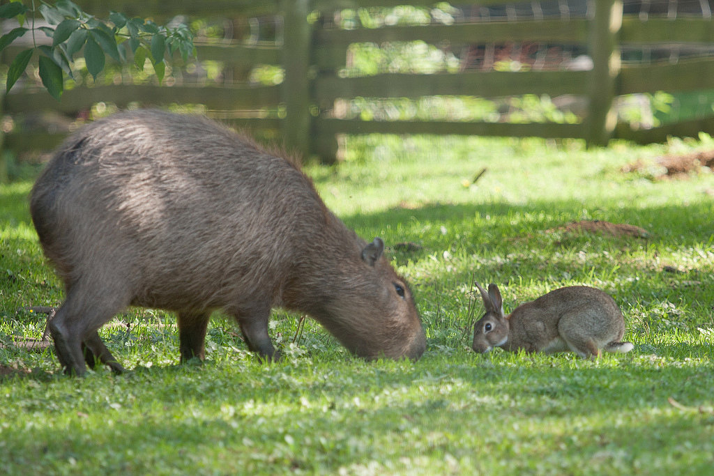 Capybaras seem like the chillest animals in the whole animal kingdom ...