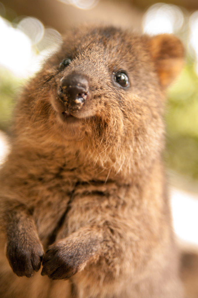 What Is a Quokka? | POPSUGAR Pets
