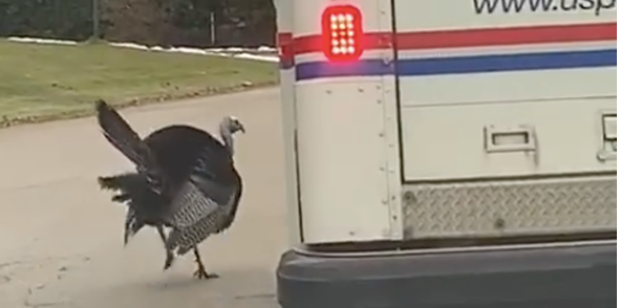 Video of Turkey Following Mail Truck Around a Neighborhood | PS Pets