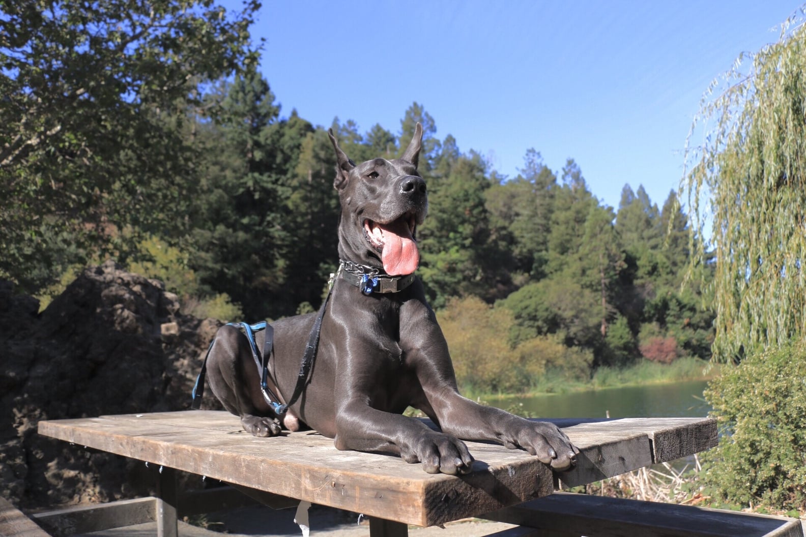 Cute Pictures of Great Danes | POPSUGAR Pets