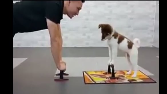 Puppy Doing Push-Ups | POPSUGAR Pets
