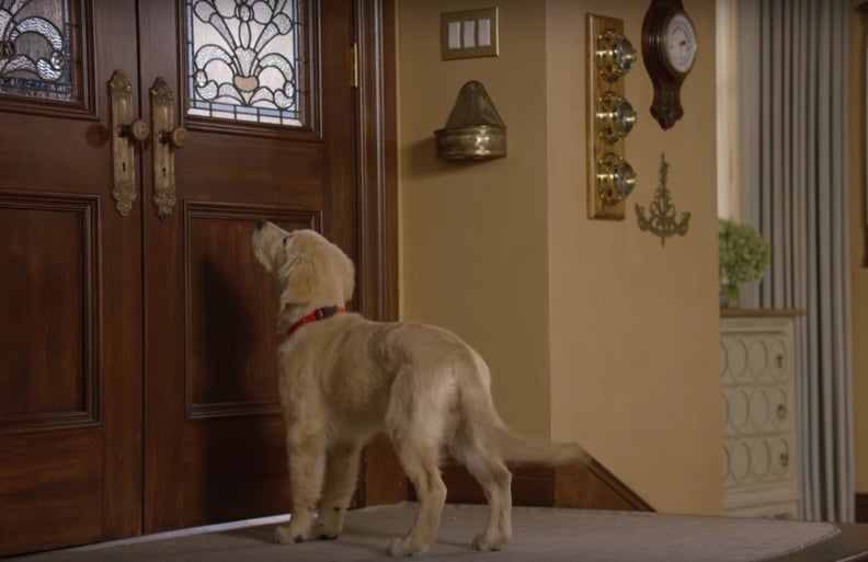 Comet the Dog in Fuller House | PS Pets