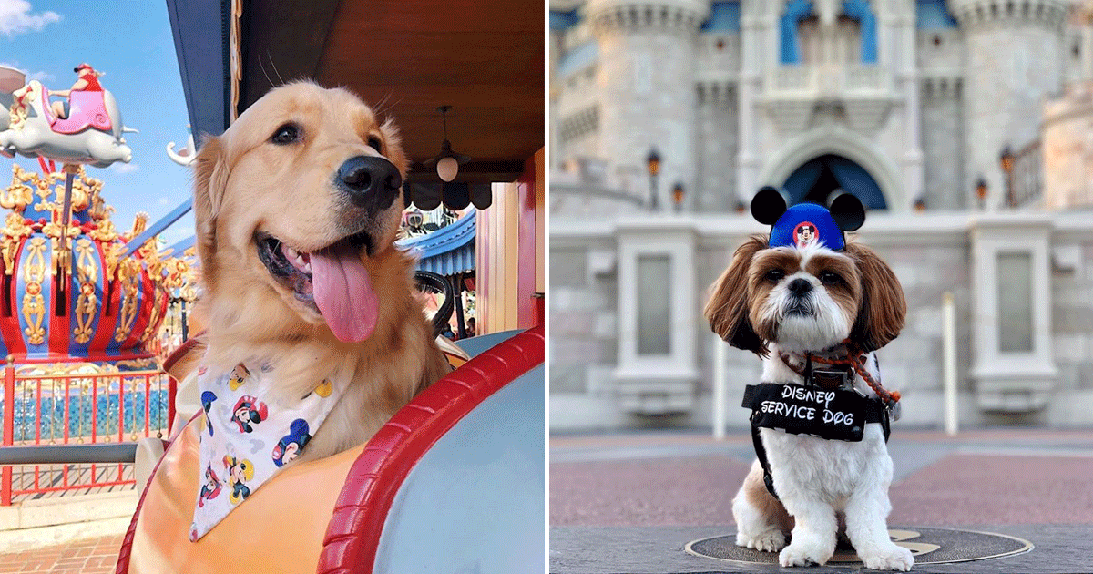 Cute Photos of Service Dogs at Disney Parks | POPSUGAR Pets