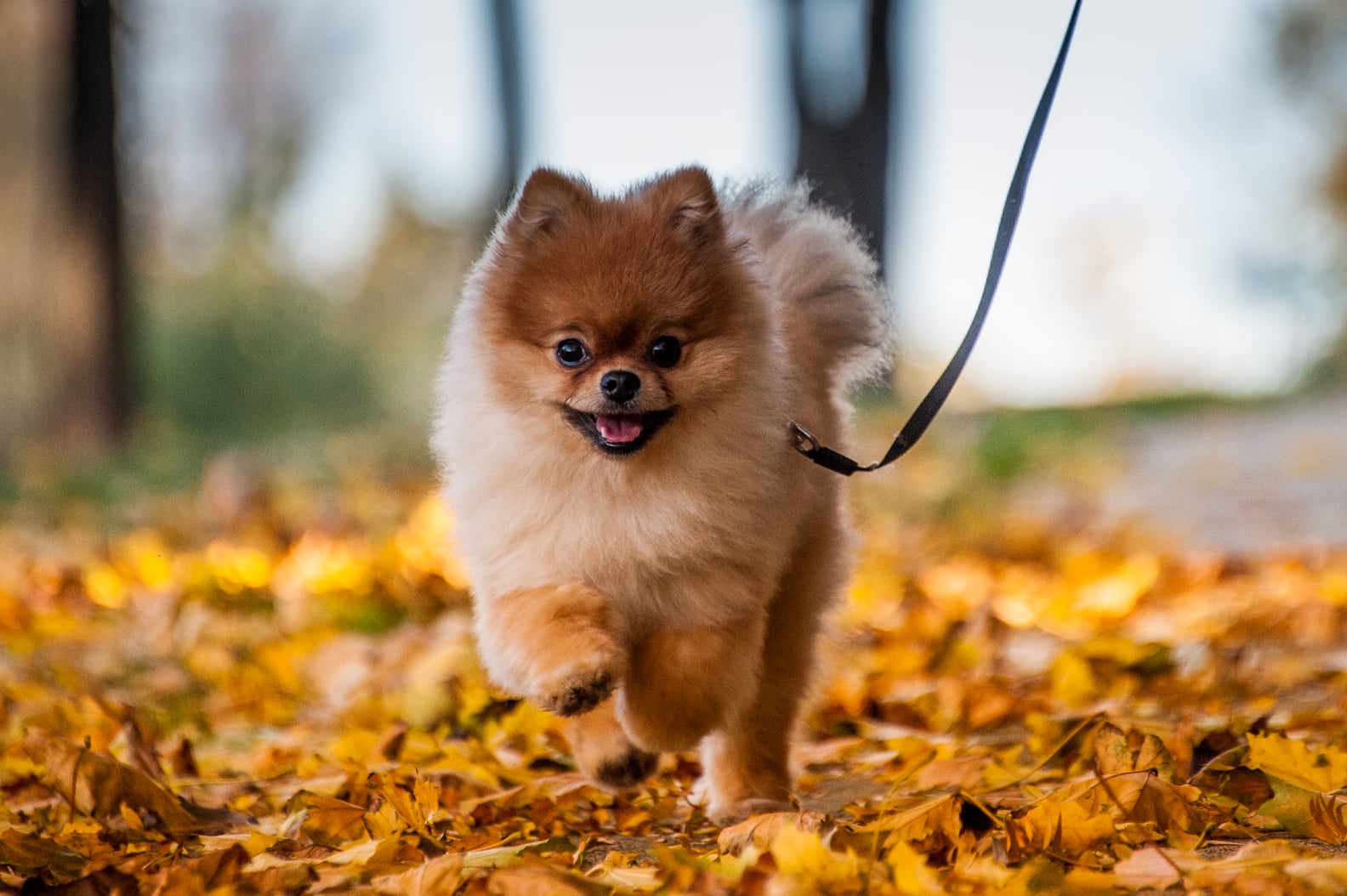 Cute Photos of Dogs in the Fall | PS Pets
