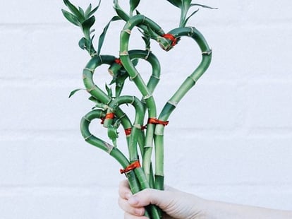 1-800-Flowers Heart-Shaped Bamboo For Valentine's Day | POPSUGAR Love & Sex