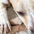 The Best Raw Bones for Dogs to Chew On, According to Vets | PS Pets