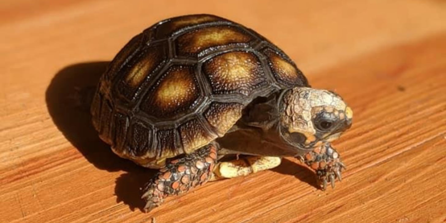 How Can I Tell If My Tortoise Is Sick? | PS Pets