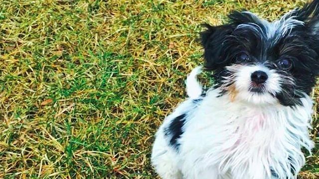 Tom Brady and Gisele Bundchen Adopt New Dog Fluffy | PS Pets