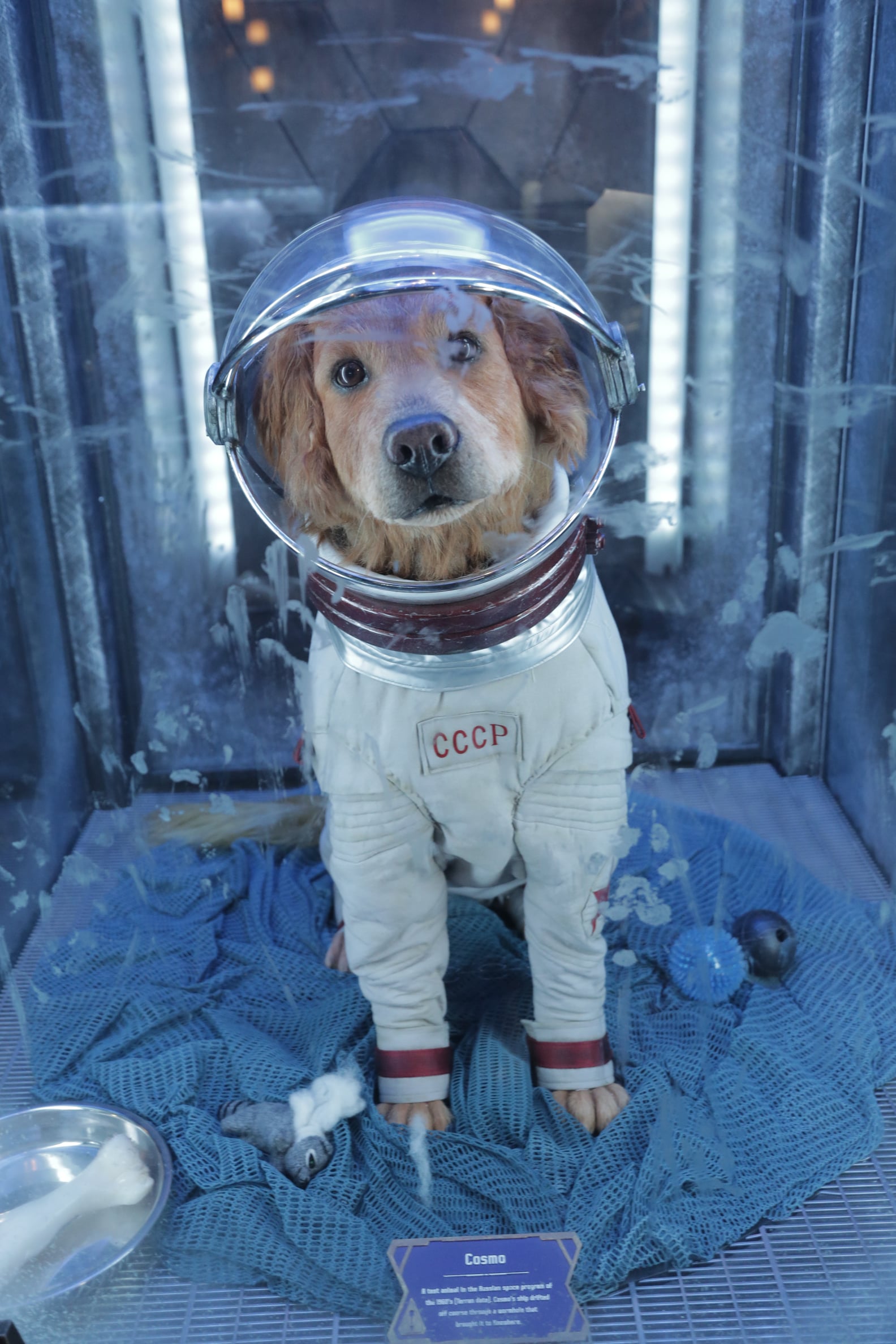 Cosmo the Spacedog From Disneyland's Guardians of the Galaxy | PS Smart ...