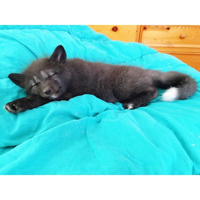 Rescued Baby Fox Pictures | POPSUGAR Pets