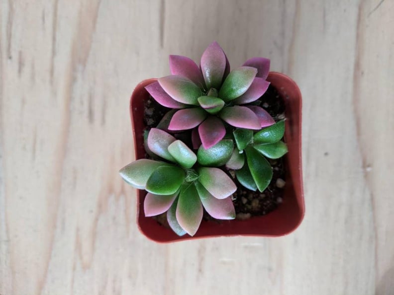 Where to Buy Pink Houseplants | POPSUGAR Home