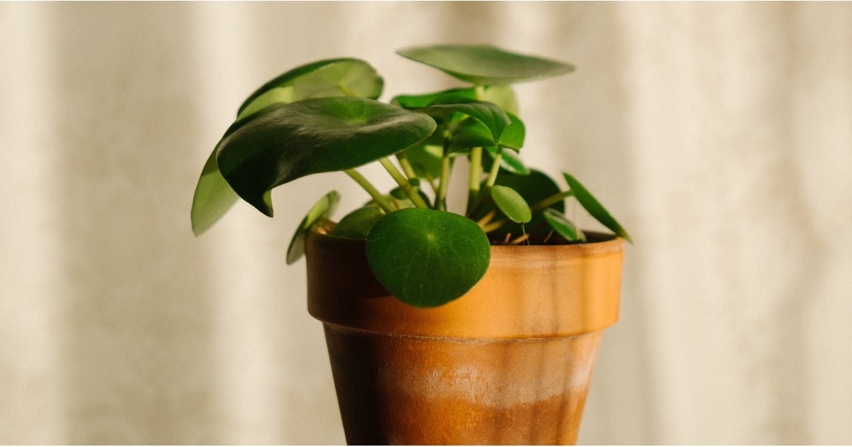 Pilea Plant Care Tips | POPSUGAR Home