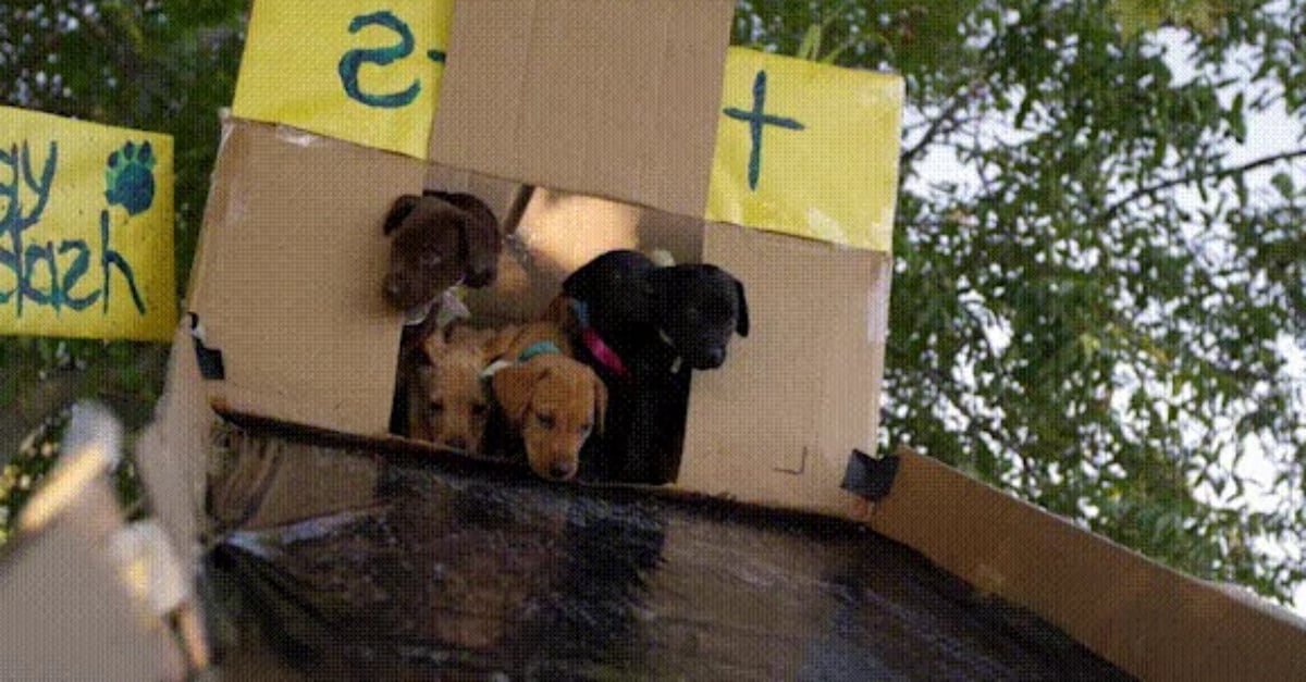 Puppy Obstacle Course GIF | PS Pets