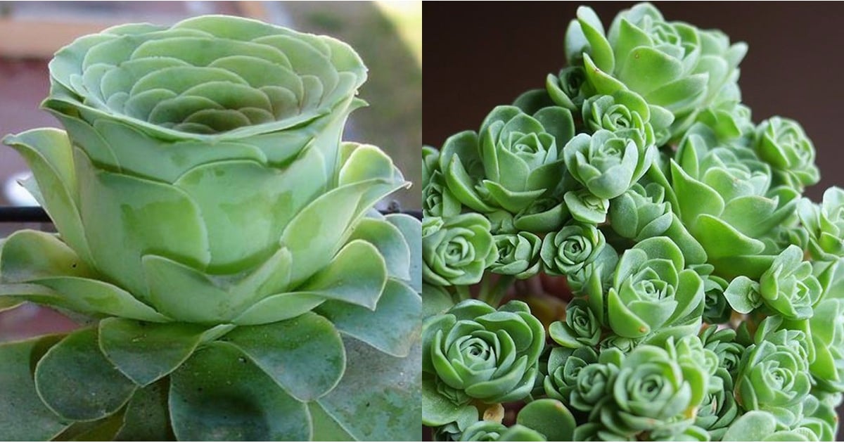 Rose-Shaped Succulents | POPSUGAR Home
