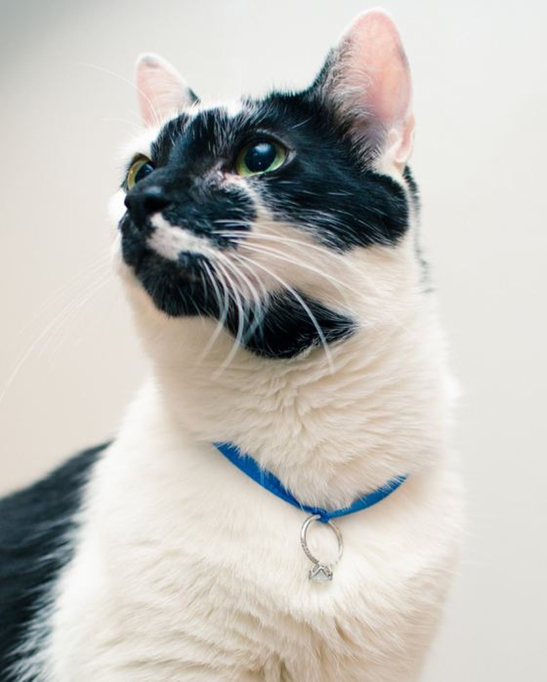 Kitten Proposal Pictures | PS Love
