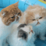 Funny Cat GIFs | POPSUGAR Tech