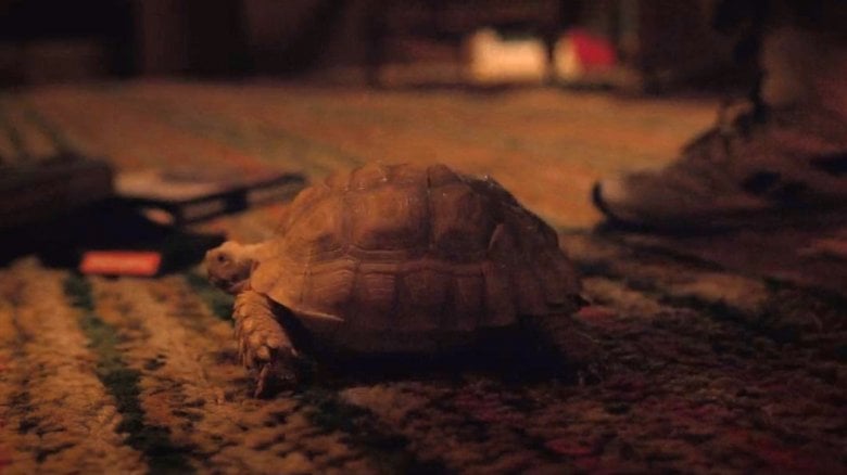 Did Dustin's Turtle Die on Stranger Things? | POPSUGAR Entertainment