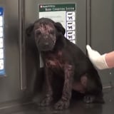 Rescued Dog Covered in Glue | POPSUGAR Pets