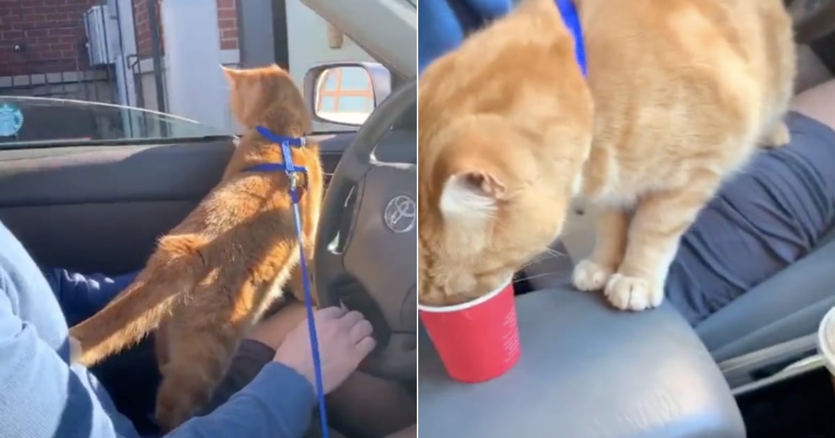 TikTok Video of Cat Going to a Starbucks Drive-Through | PS Pets
