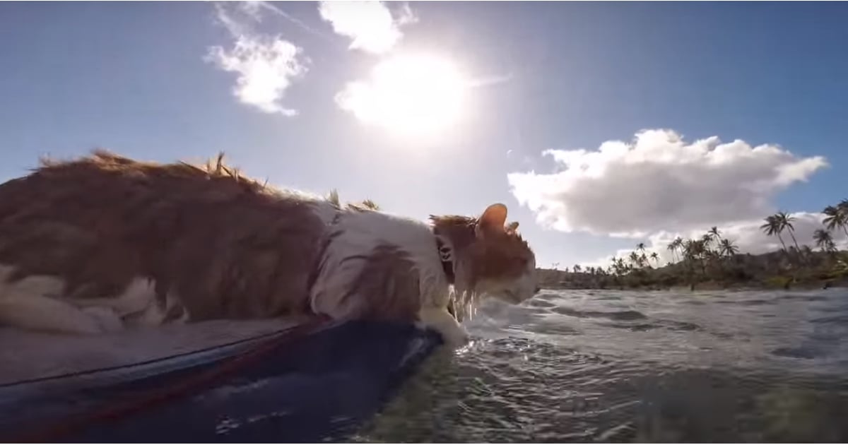 Surfing Cat Video | POPSUGAR Pets