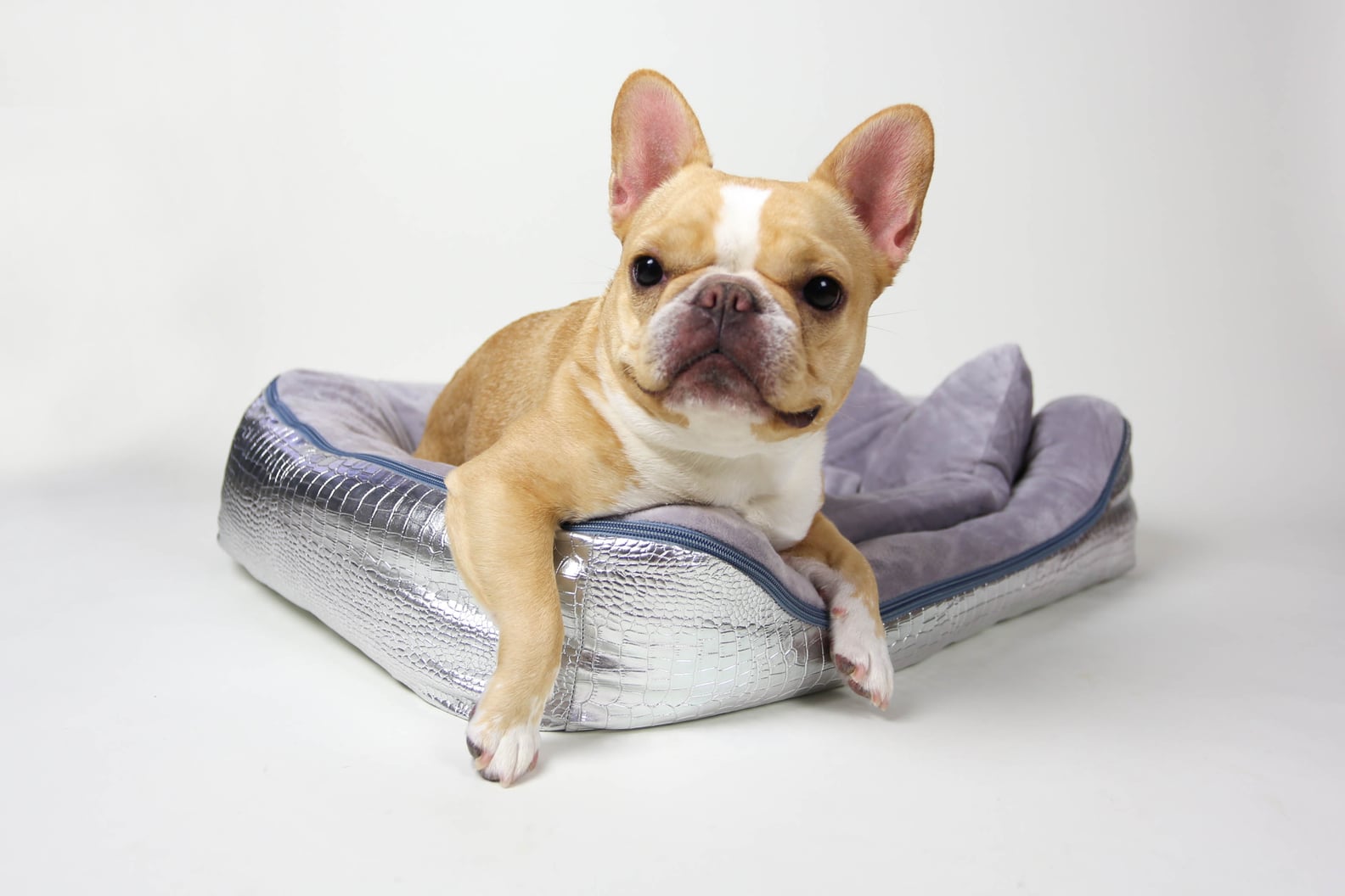 Gifts For Fashionable Dogs | PS Pets