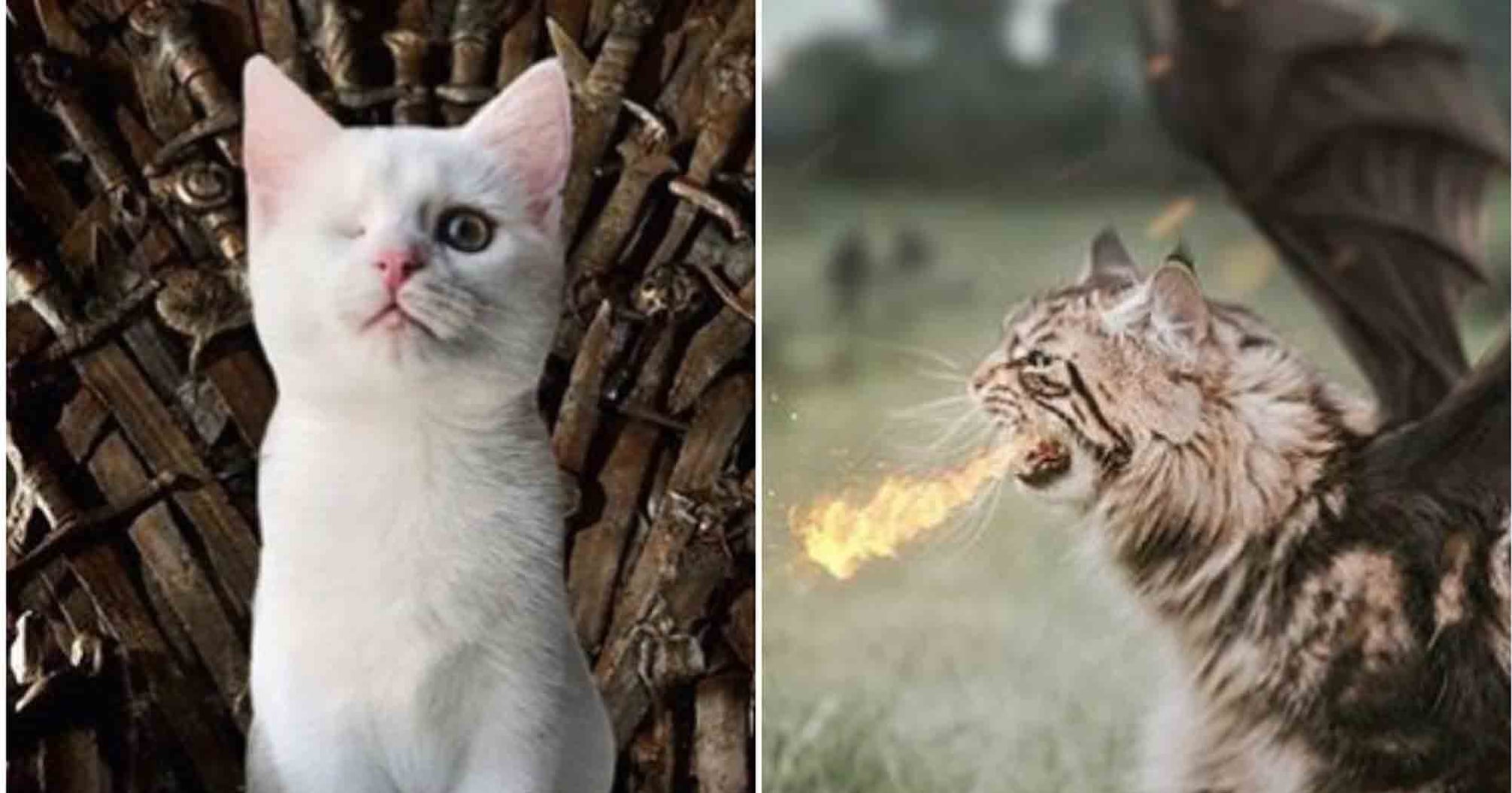 Game of Thrones Cats | PS Family