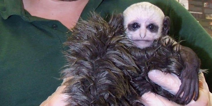 Monkey That Looks Like Voldemort | POPSUGAR Tech
