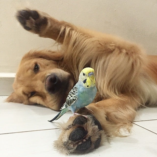 Can Dogs Be Friends With Hamsters