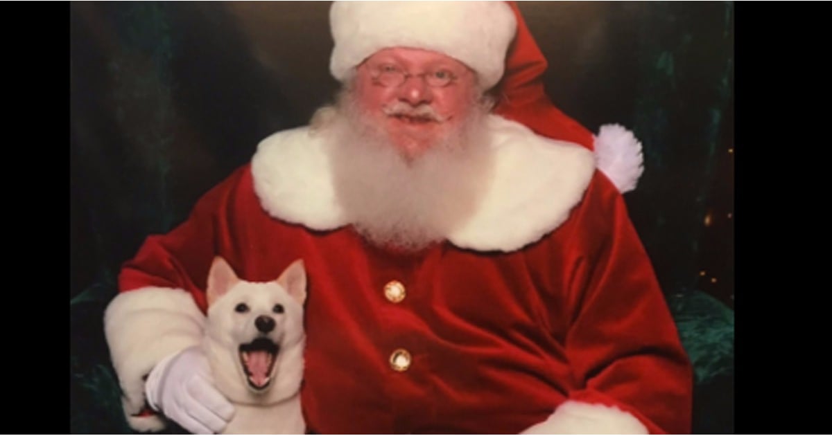 Dog Meets Santa | Twitter | POPSUGAR Pets