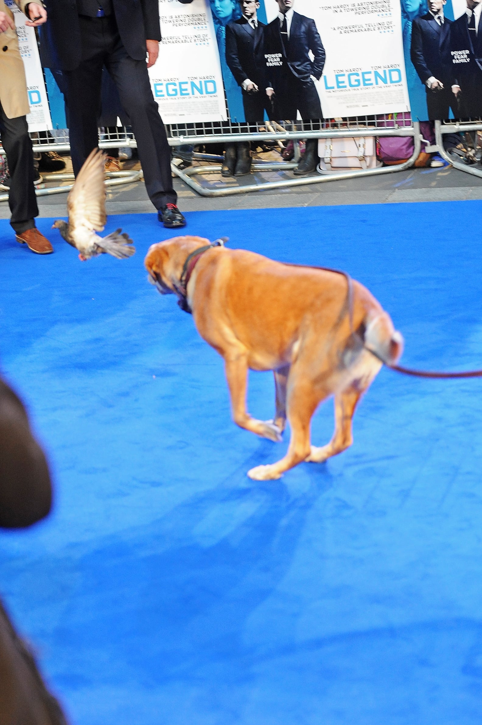 Tom Hardy's Dog at Legend Premiere | PS Pets