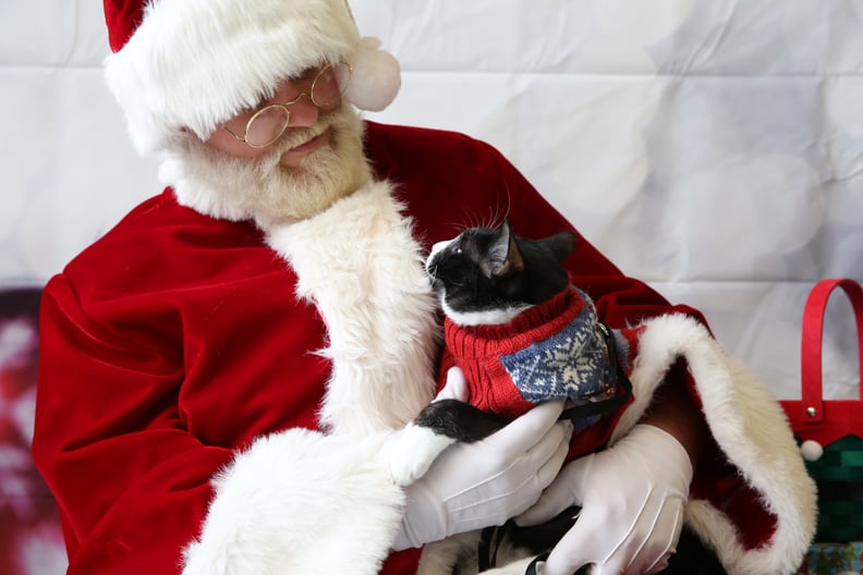 Pets Meeting Santa | POPSUGAR Pets