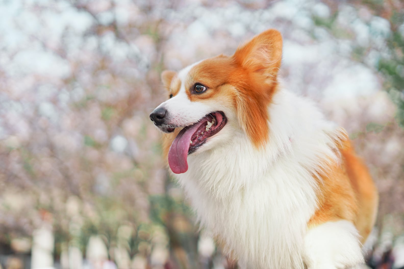 Photos of Common Ear Shapes For Dogs and Puppies | POPSUGAR Pets