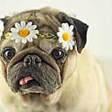 Cute Pictures of Pugs | POPSUGAR Pets