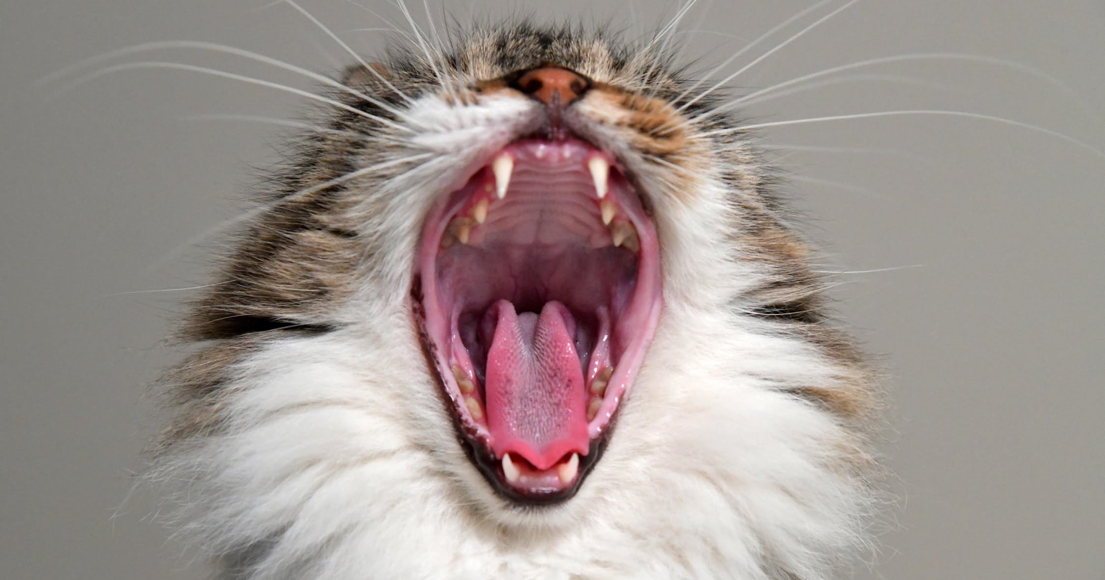 Why Does My Cat Have Red Gums? | POPSUGAR Pets