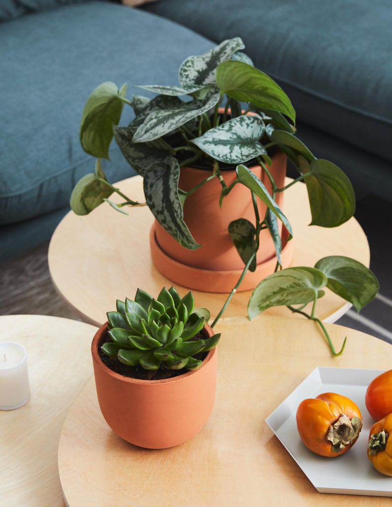 Best Office Desk Plants | POPSUGAR Home