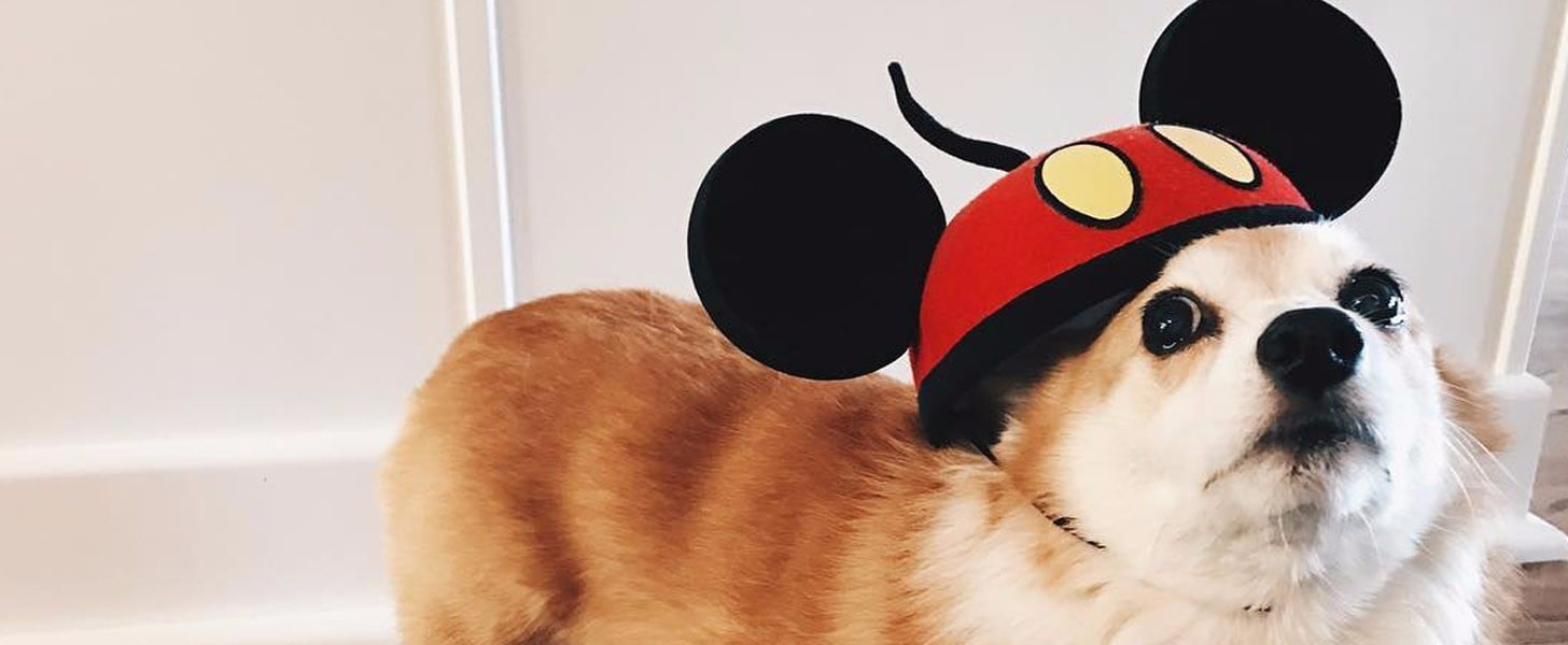 What Kind Of Dog Has Mouse Ears