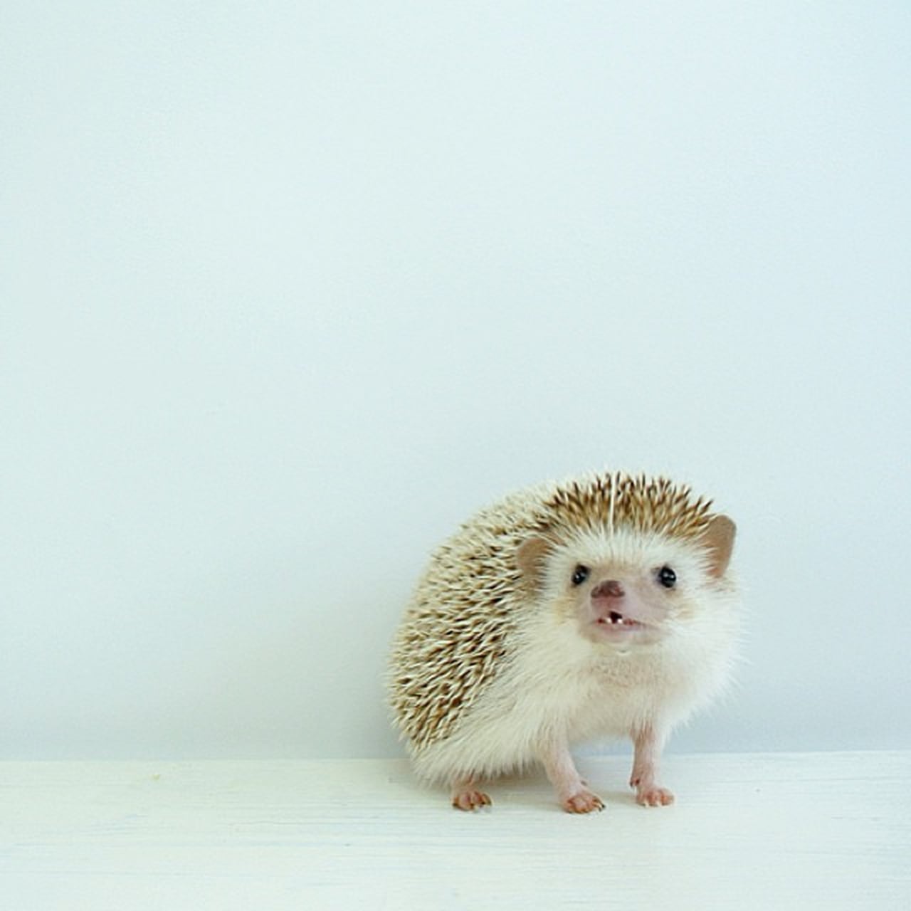 Marutaro the Hedgehog Instagram | PS Tech