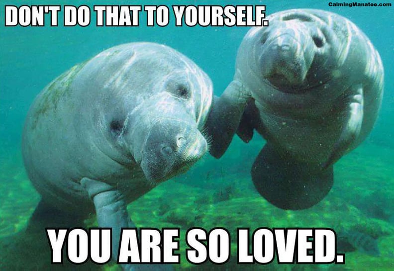 Calming Manatee Memes | POPSUGAR Tech