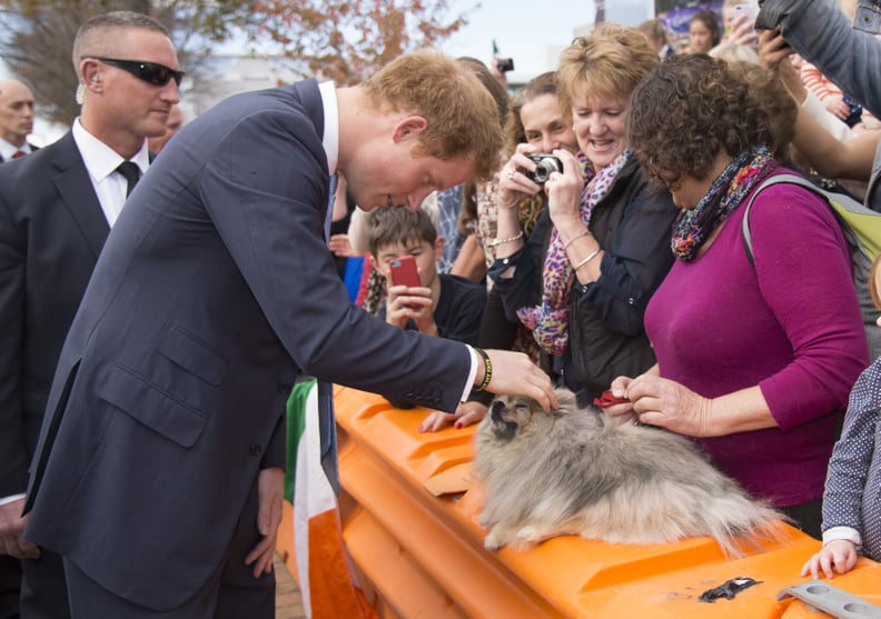 Prince Harry With Dogs Pictures | PS Celebrity