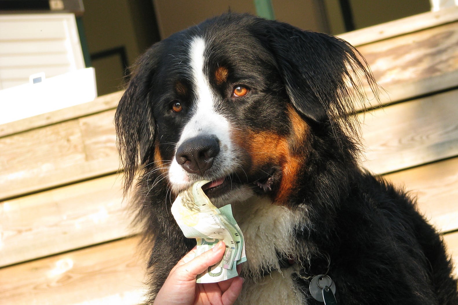 Pictures of Cute Dogs With Money | PS Pets