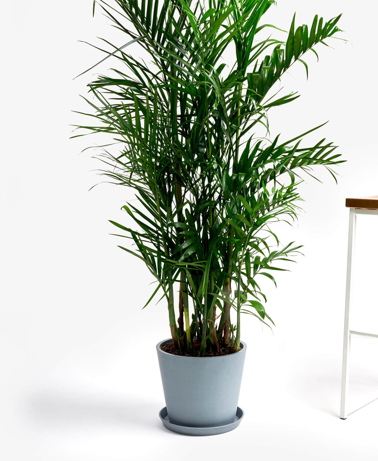 The Best Indoor Houseplants From Bloomscape | PS Home