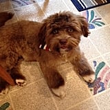 The Dog That Looks Like a Person | POPSUGAR News