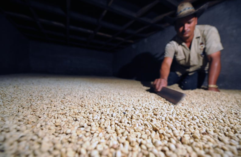 How Coffee is Made | POPSUGAR Food