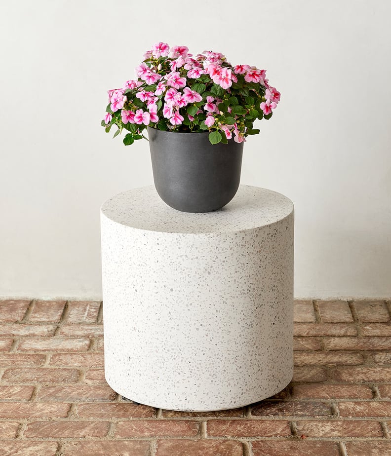 Bloomscape Outdoor Plant Launch | PS Home