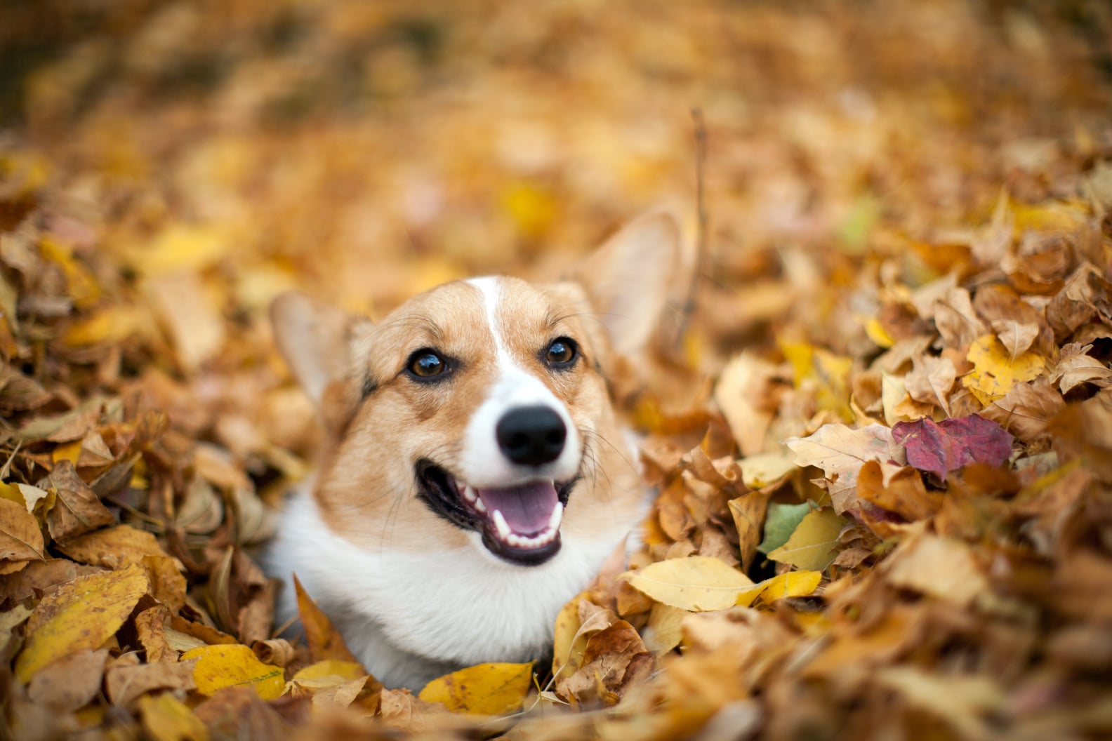 Cute Photos of Dogs in the Fall | PS Pets