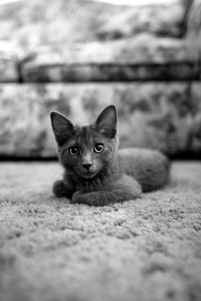 Most Popular Names For Female Cats Most Popular Cat Names 2018
